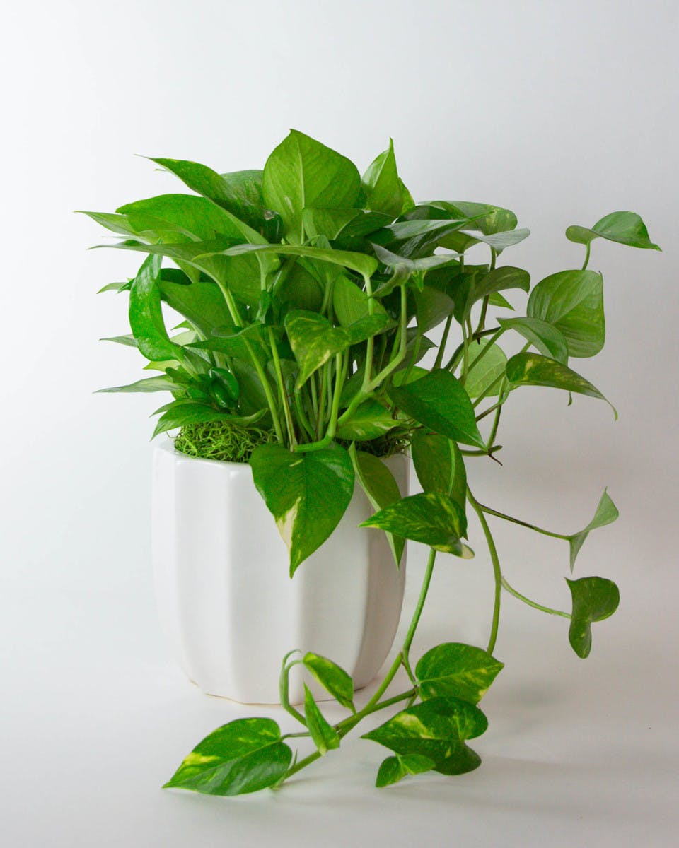 Pothos Houseplant | In Bloom Florist | Orlando + Lake Mary, FL | Same ...